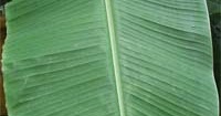Story – How Banana Leaves Got The Partition | Hindu Blog