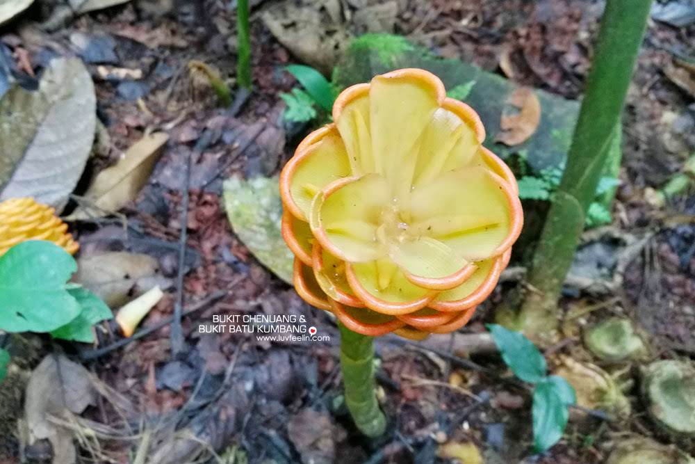 Trans Bukit Chenuang + Batu Kumbang 跨越双峰拥抱 180 度完美视野 - 乐飞翎 ♥ LUVFEELIN