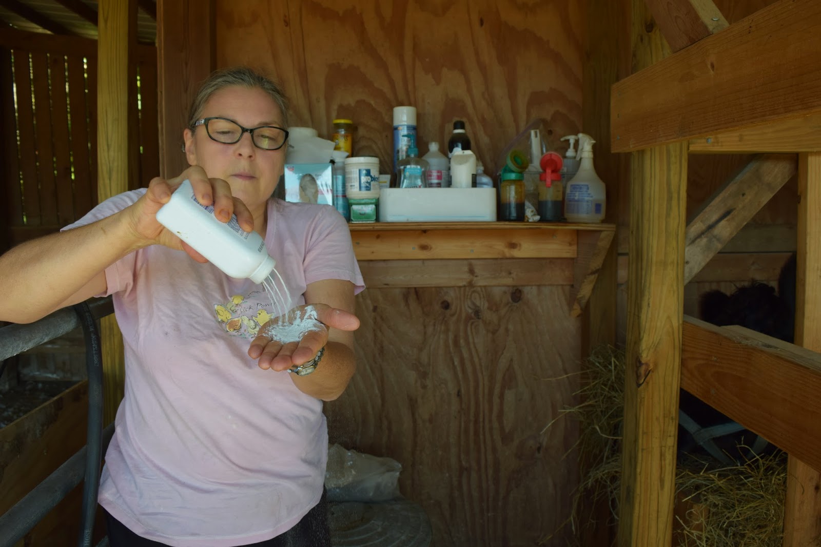 Adventures On Zephyr Hill Farm Udder Prep And Milking Routine For My Dexters