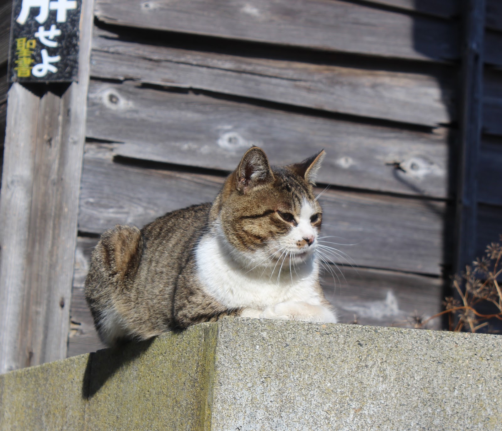 Mushingo - Trip to Japan: Day 8: Tashirojima (Cat Island) & Sendai