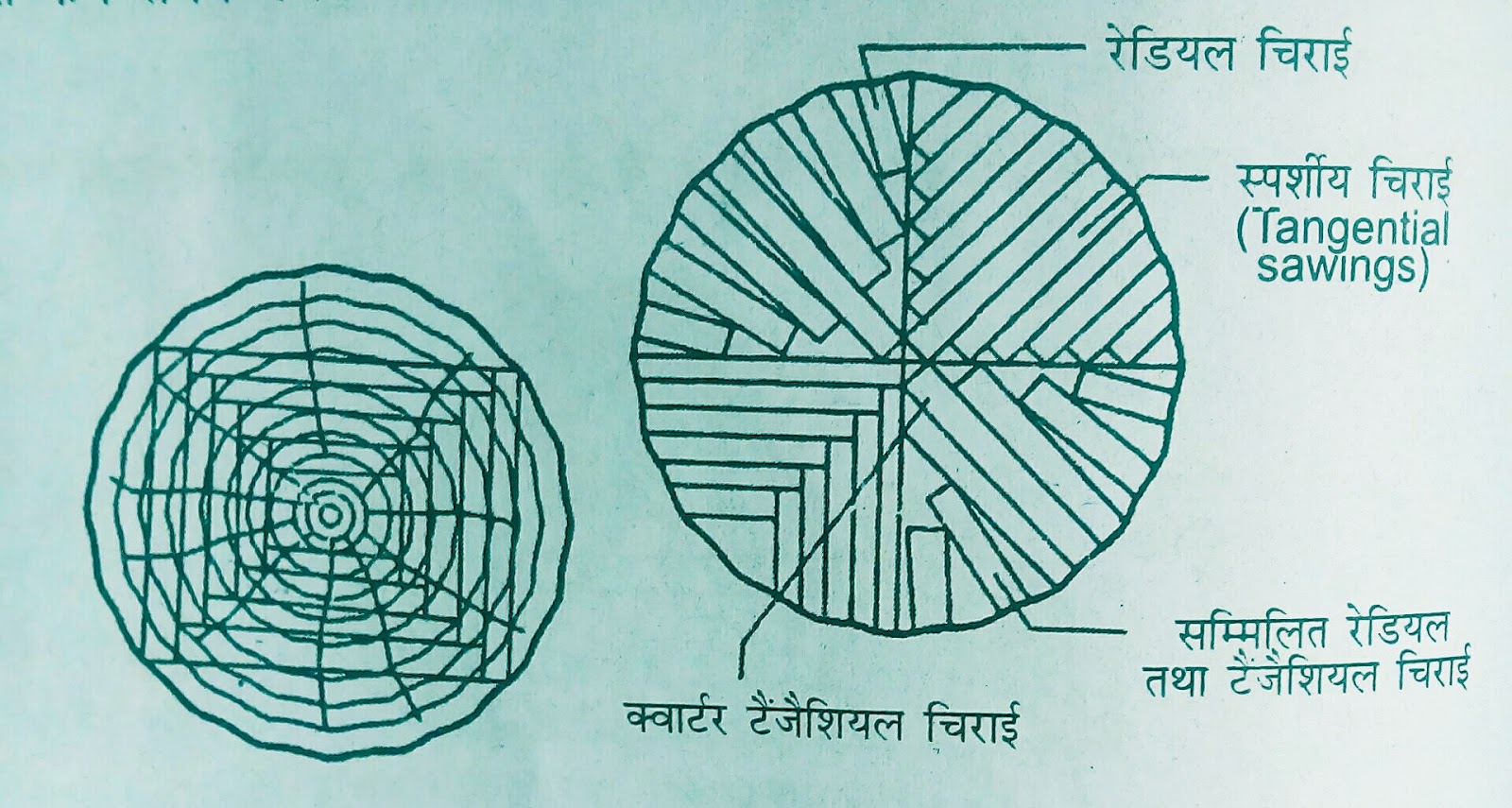 इमारती लकड़ी या टिम्बर ( Wood and Timber ) part 1