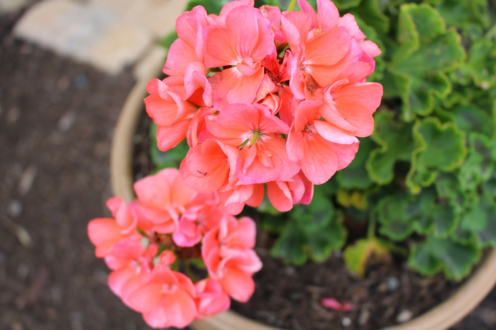 Designs by Pinky: Late August around the Yard