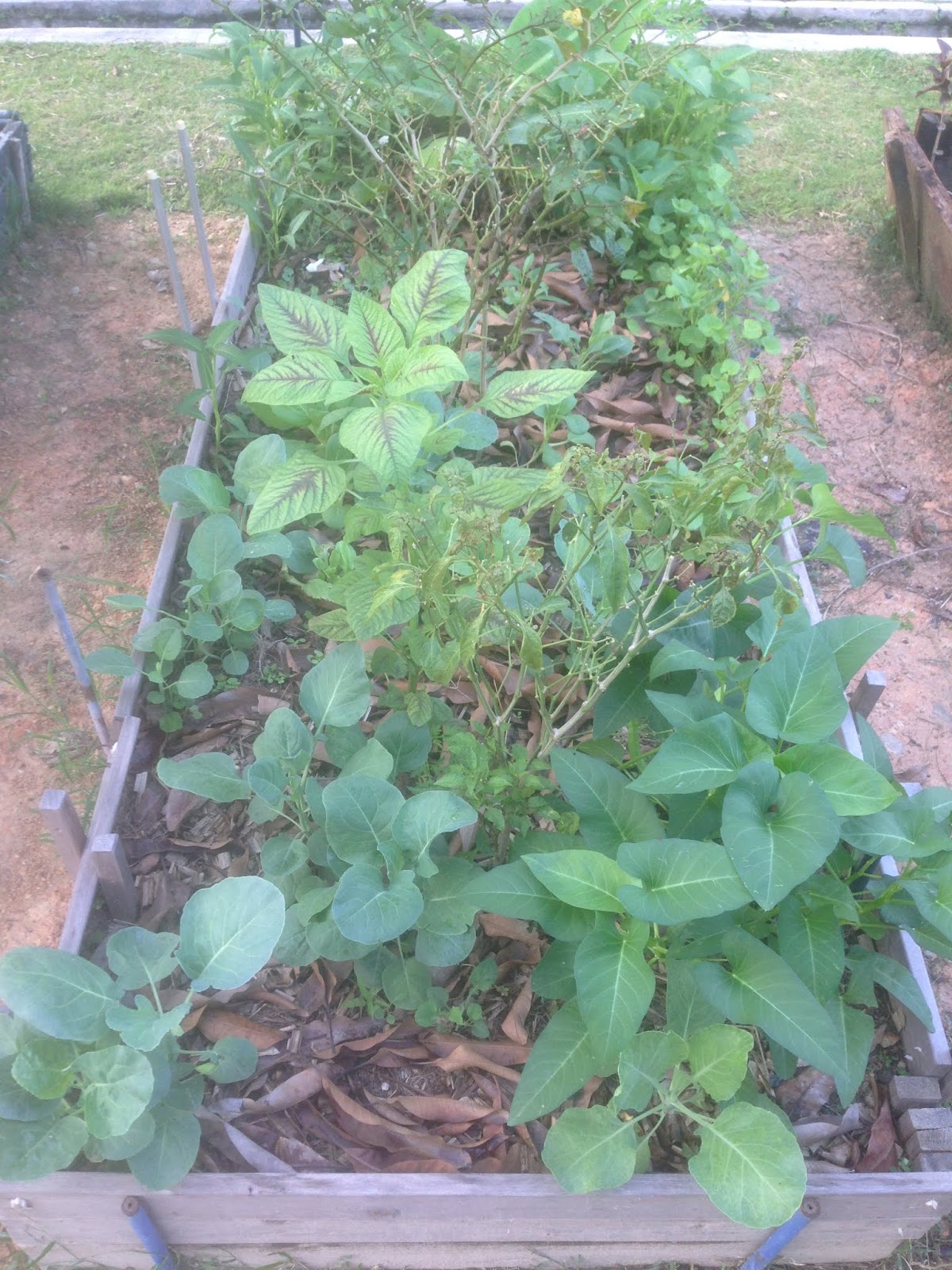 Jom Tanam Sayur ( JTS ) : Batas Timbun Sebagai Tapak SemaianJom Tanam ...
