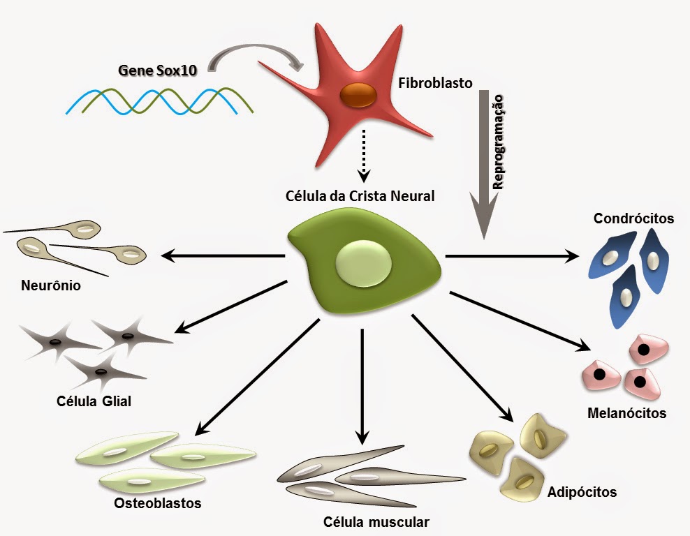A Crista Neural e o Sox10