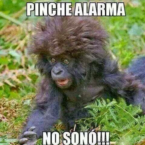 Memes de Internet: Pinche alarma, no sonó!!!