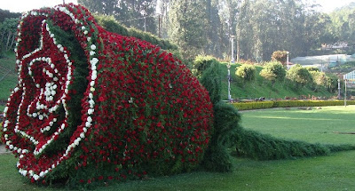 Roses that you have never seen [20+ HD Pics ]