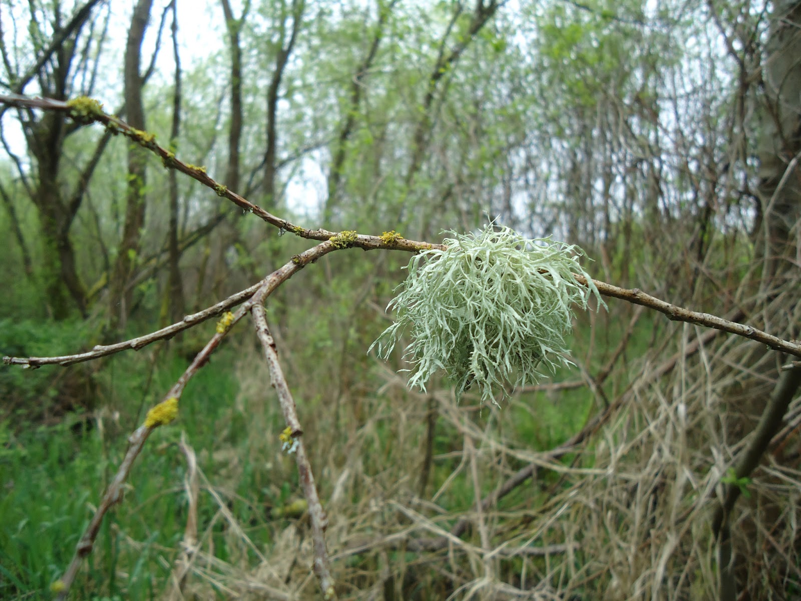 Yesler Swamp - ENVIR 280: Plants