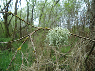 Yesler Swamp - ENVIR 280: Plants