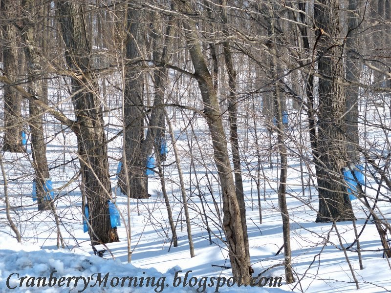 Cranberry Morning: Sapping, Maple Syrup, Amish, and Good Fences