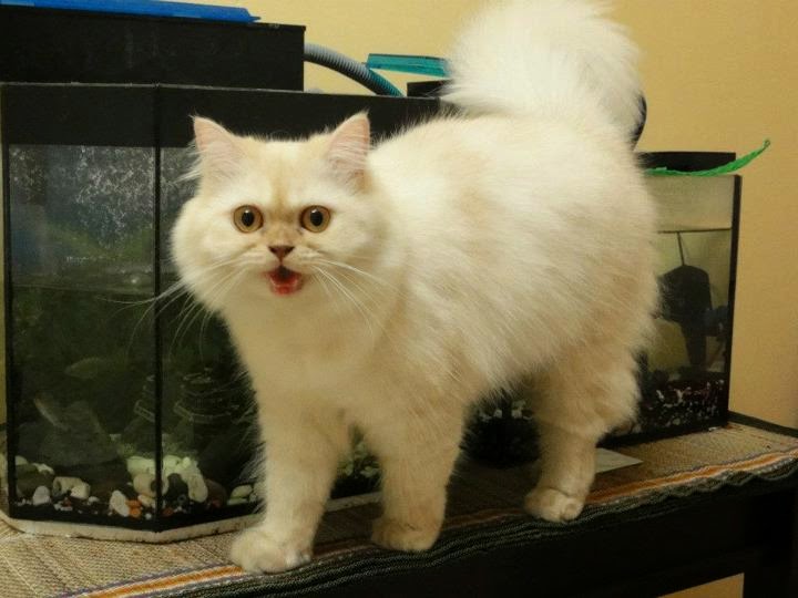 10 Jenis Baka Kucing Paling Popular Di Dunia