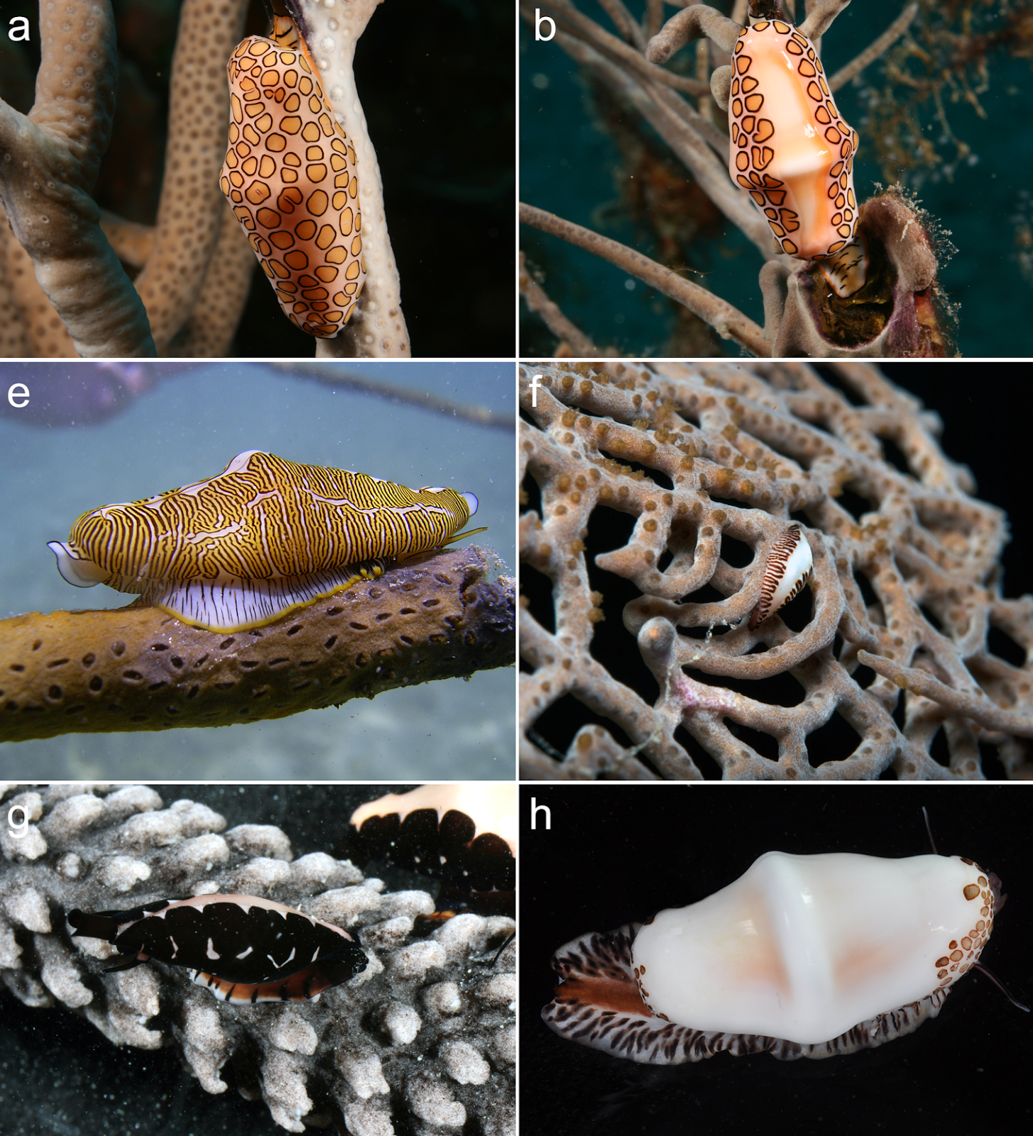 Species New to Science: [Mollusca • 2017] Coat of Many Colours — DNA ...