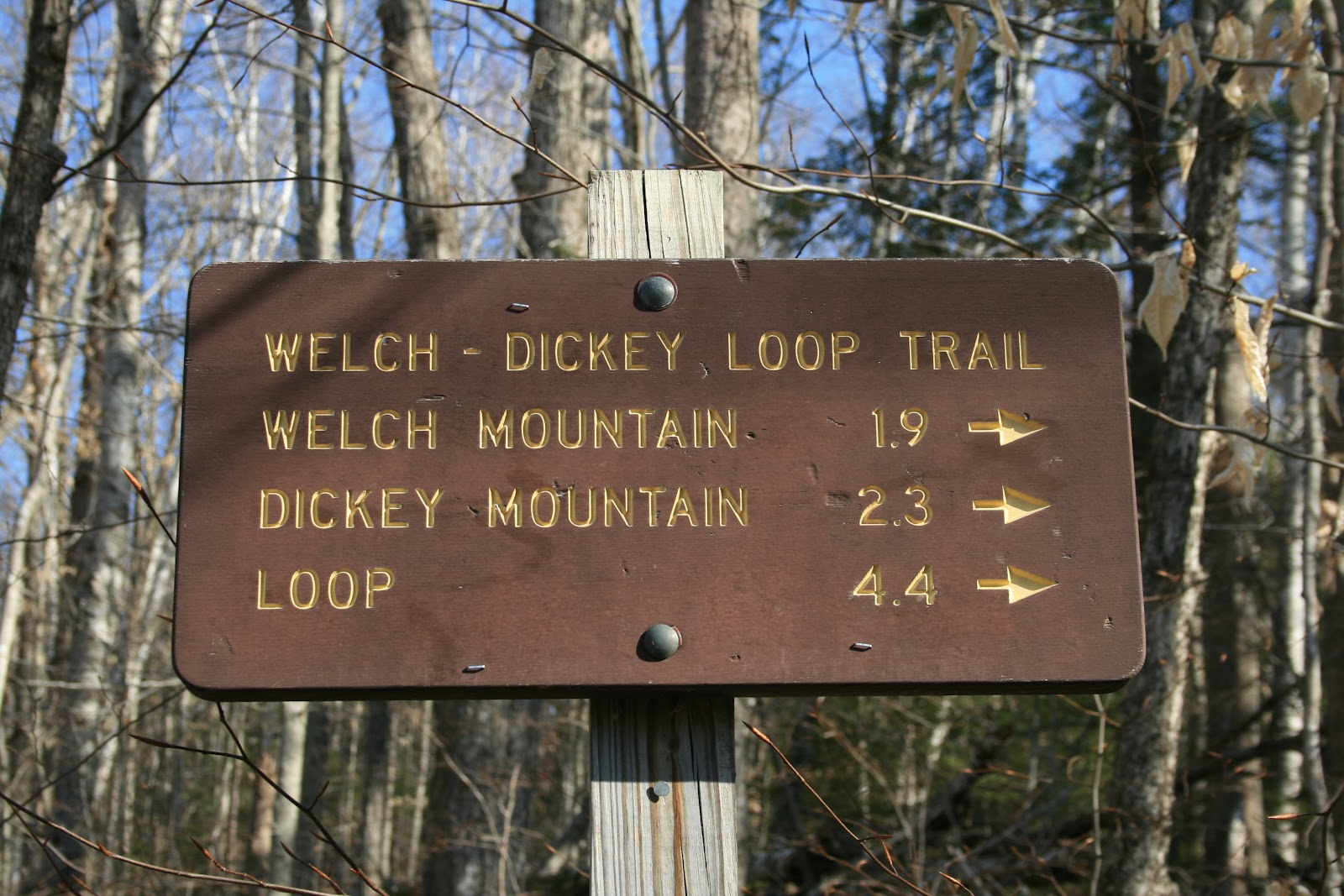 Spicebush Log: Welch-Dickey Loop Trail
