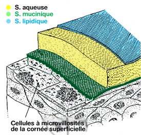Les larmes : pourquoi pleure-t-on ?: I - Les larmes et leurs alentours ...