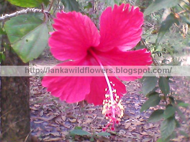 වද මල්