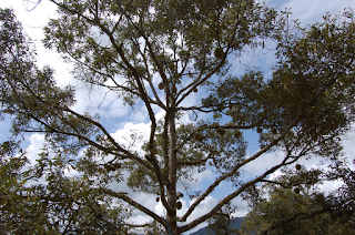 Durian Info: Pruning and Training The Durian