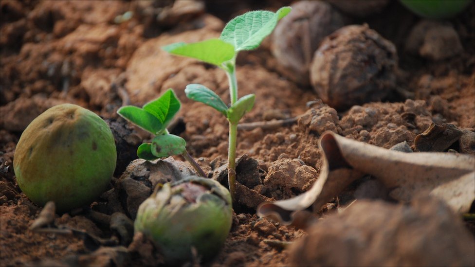 Green Hair: How Shea Butter is Made