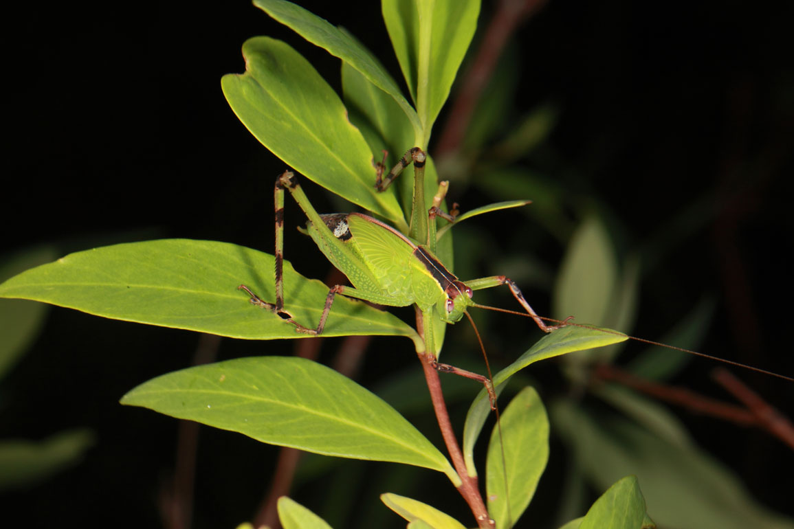 BunyipCo: March 2013