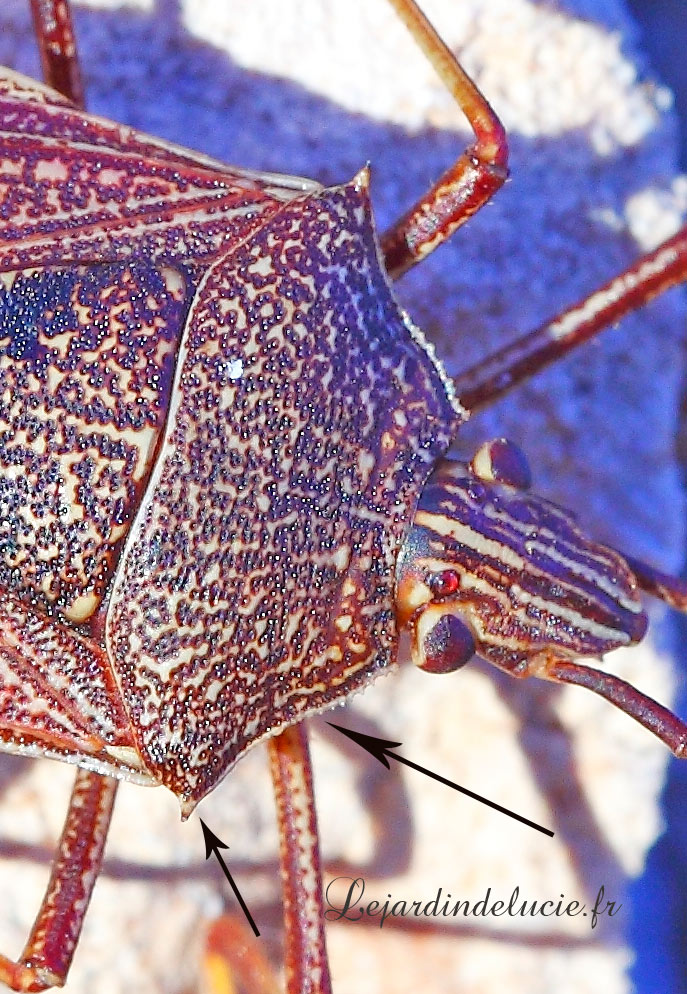 Punaises australiennes
