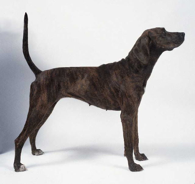Extreme Dog Breeds: Plott Hound