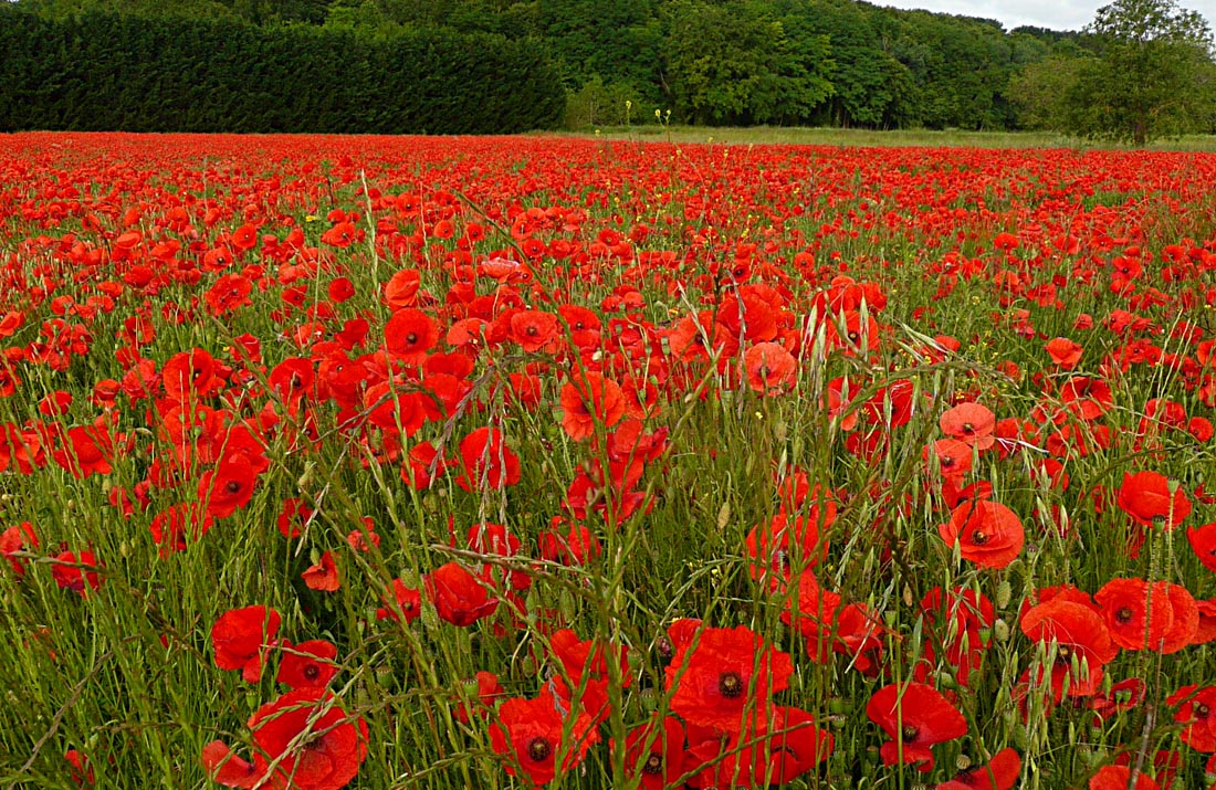Living the life in Saint-Aignan: Poppies