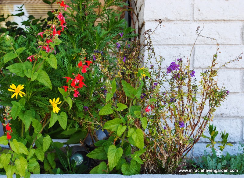 Miracle Haven Garden: Three Tips to Keep Plants Alive!