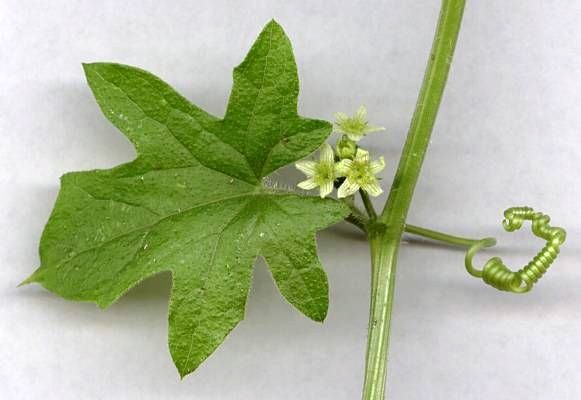 Growing Hermione's Garden: Bryonia dioica - Bryony