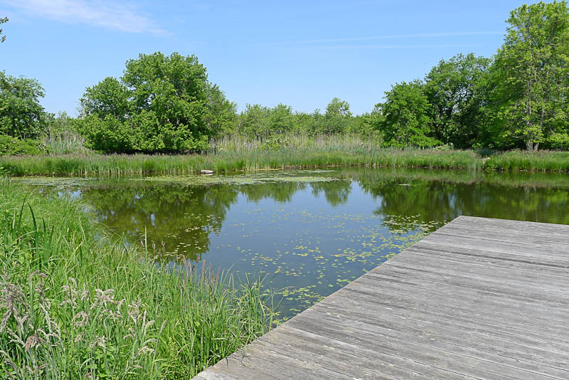 Hamptons Garden: Celebrating A Rural Hamptons Landscape
