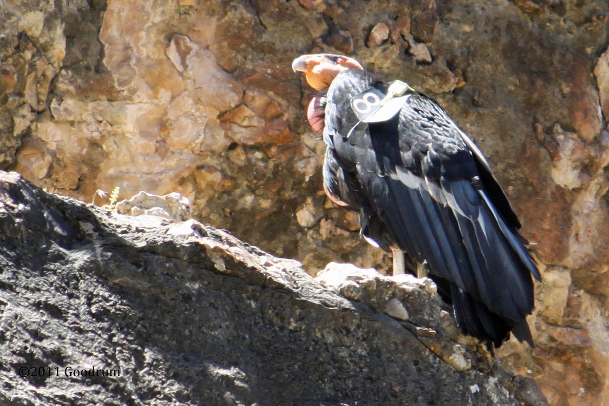 The Turning of Generations: The Day of the Condor - Wordless Wednesday