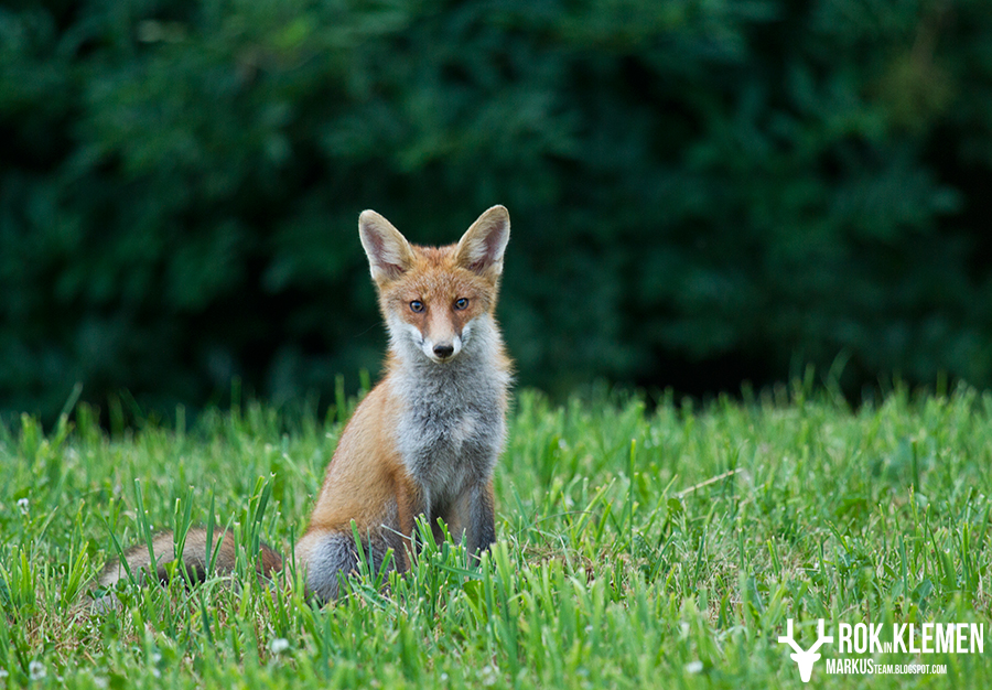 Lisica (Vulpes vulpes)