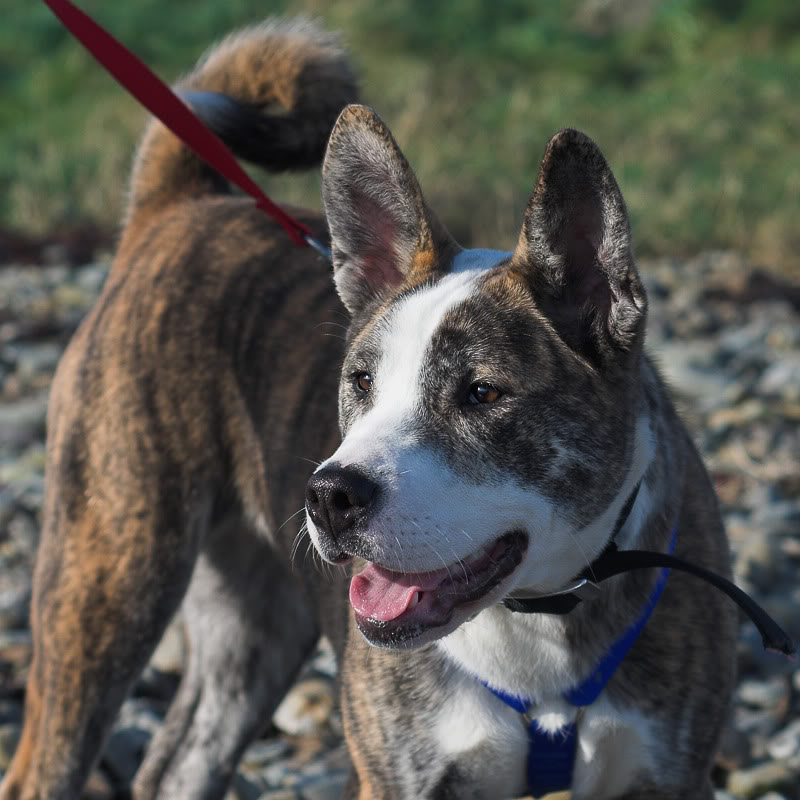 MorsoRosso: Akita Pit