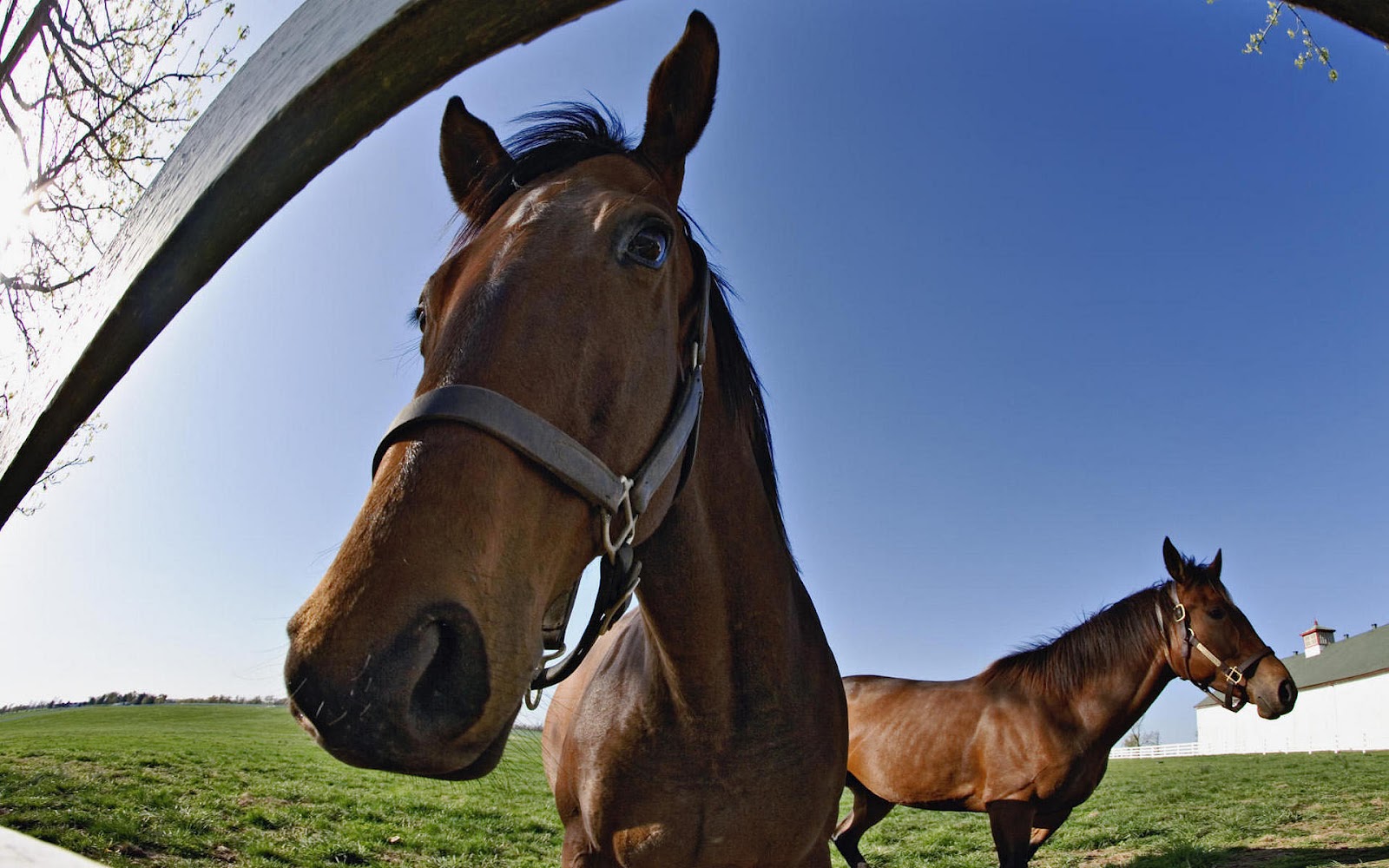 HD paarden achtergronden en foto's