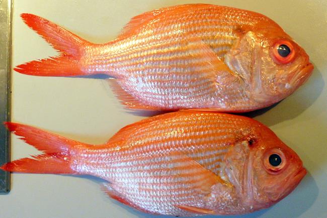 Kulinarische Welten zu Fisch- und Meeresfrucht: Alles aus dem Backofen ...