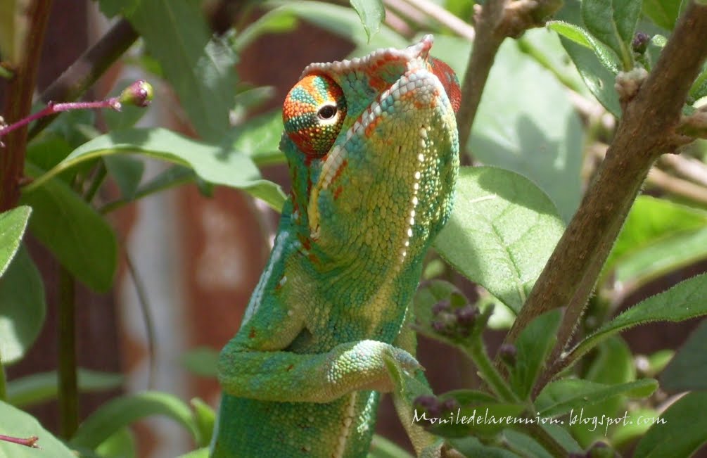 Mon île de la Réunion: Endormi mâle
