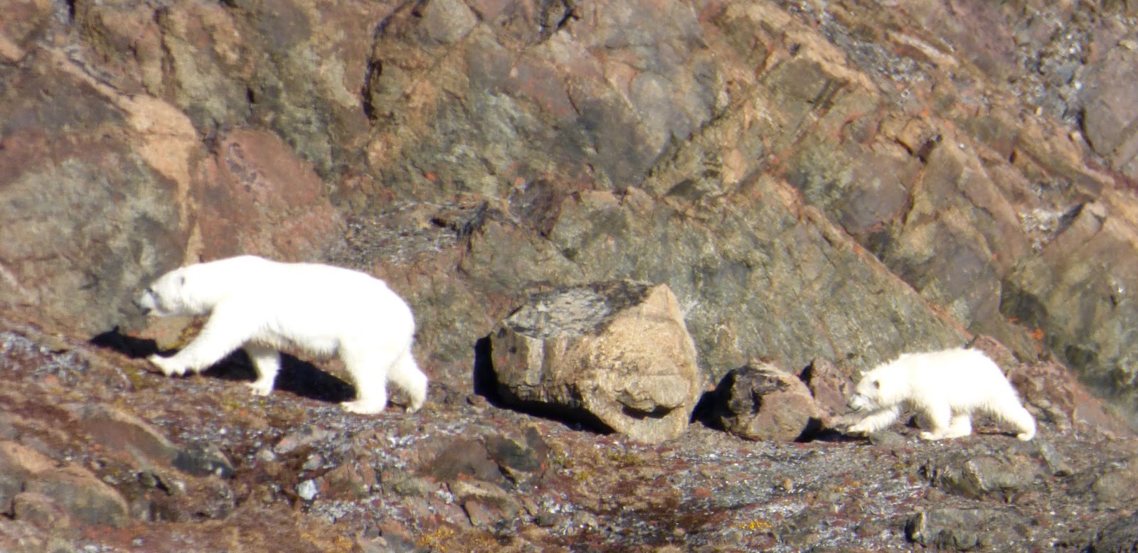 Half and Half Adventures: A magical Day in the Canadian Arctic: Polar ...