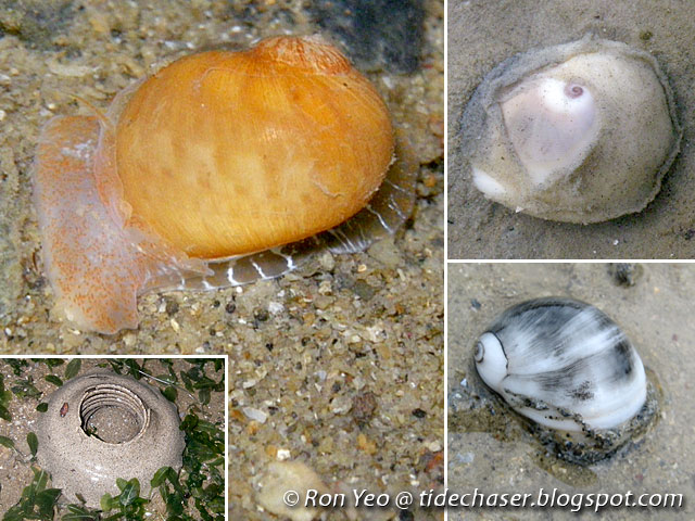 tHE tiDE cHAsER: Marine Snails of Singapore