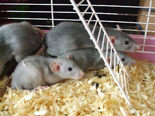 Dumbo Rats UK: For Sale