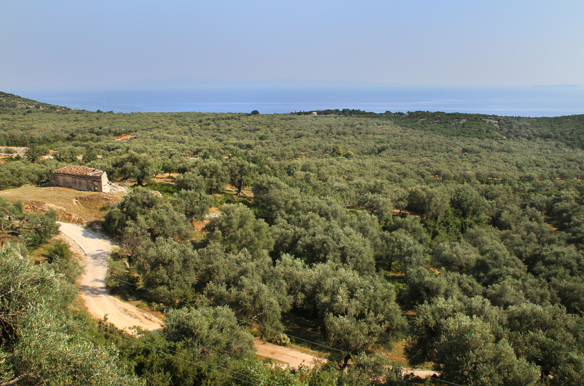 Antiguos OLIVOS del Mediterráneo : ALBANIA. VLORE, PANAJA, HOSHTIMA ...