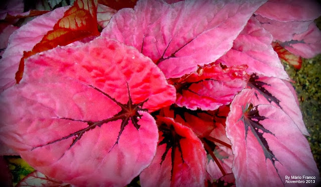 Meu Cantinho Verde: BEGONIA REX PUTZ