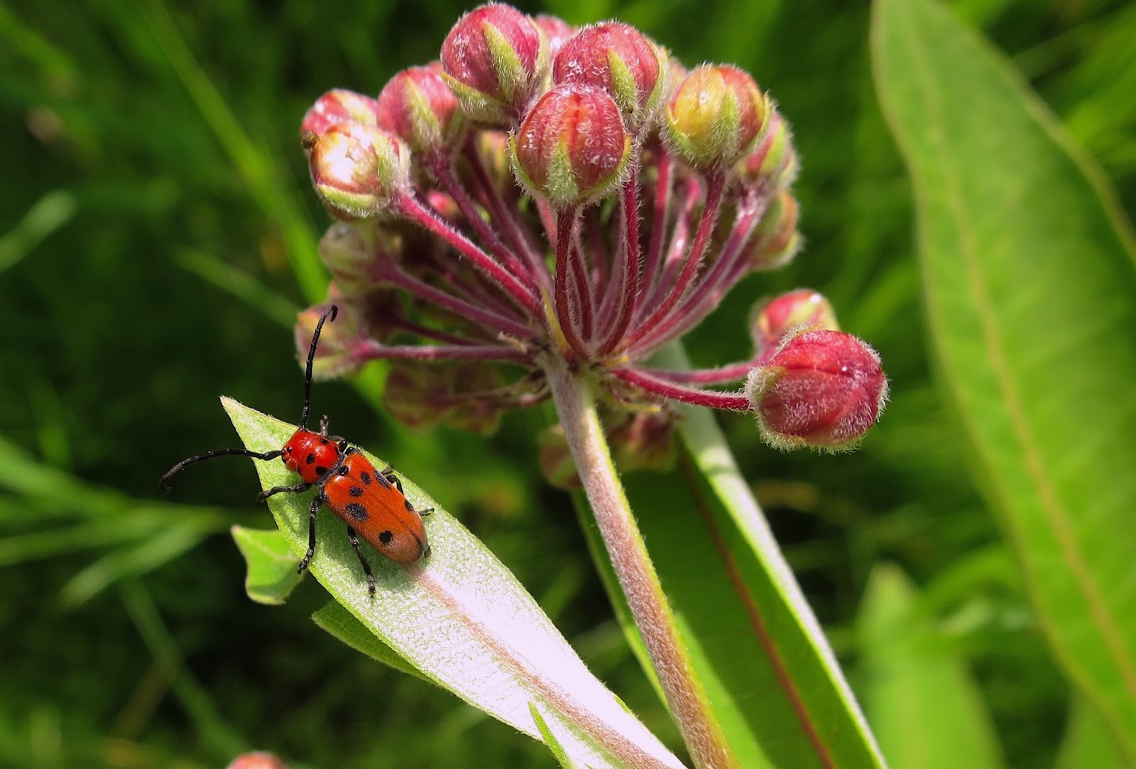 Saratoga woods and waterways: Blooms on the Bog, Bugs in the Blooms