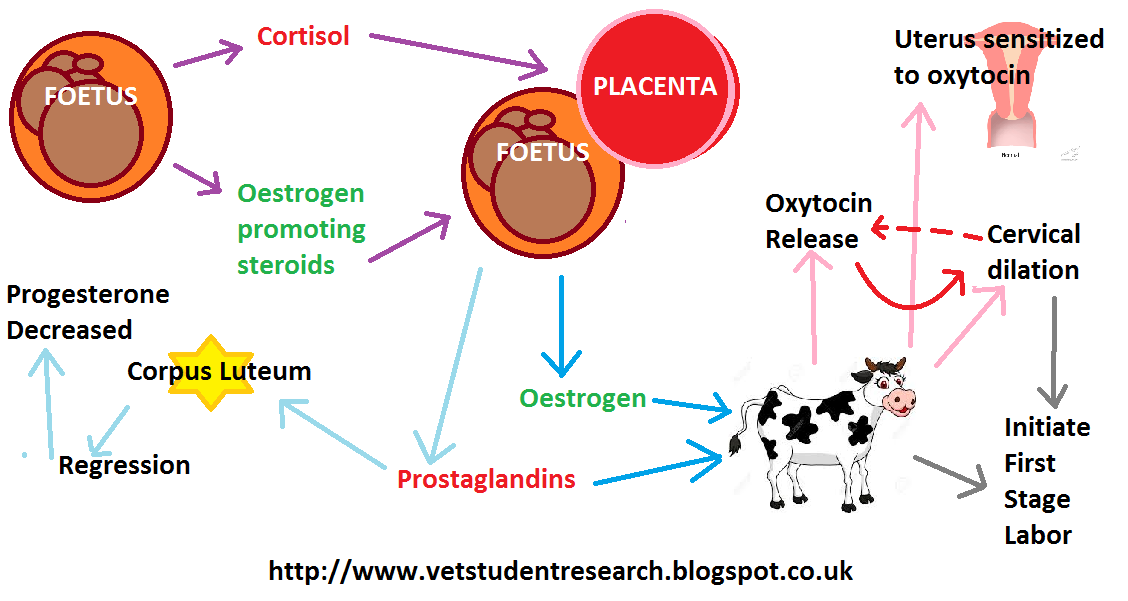 The Processes of Normal Calving - Vet in Training