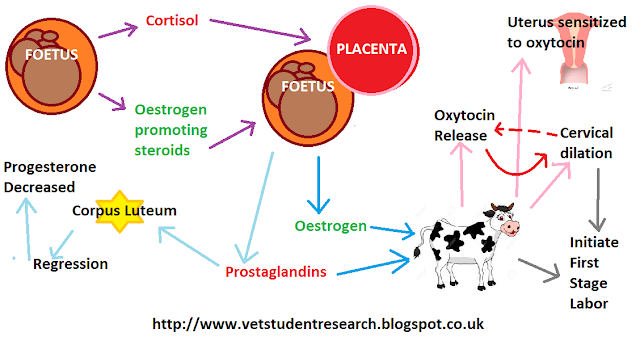 The Processes of Normal Calving - Vet in Training