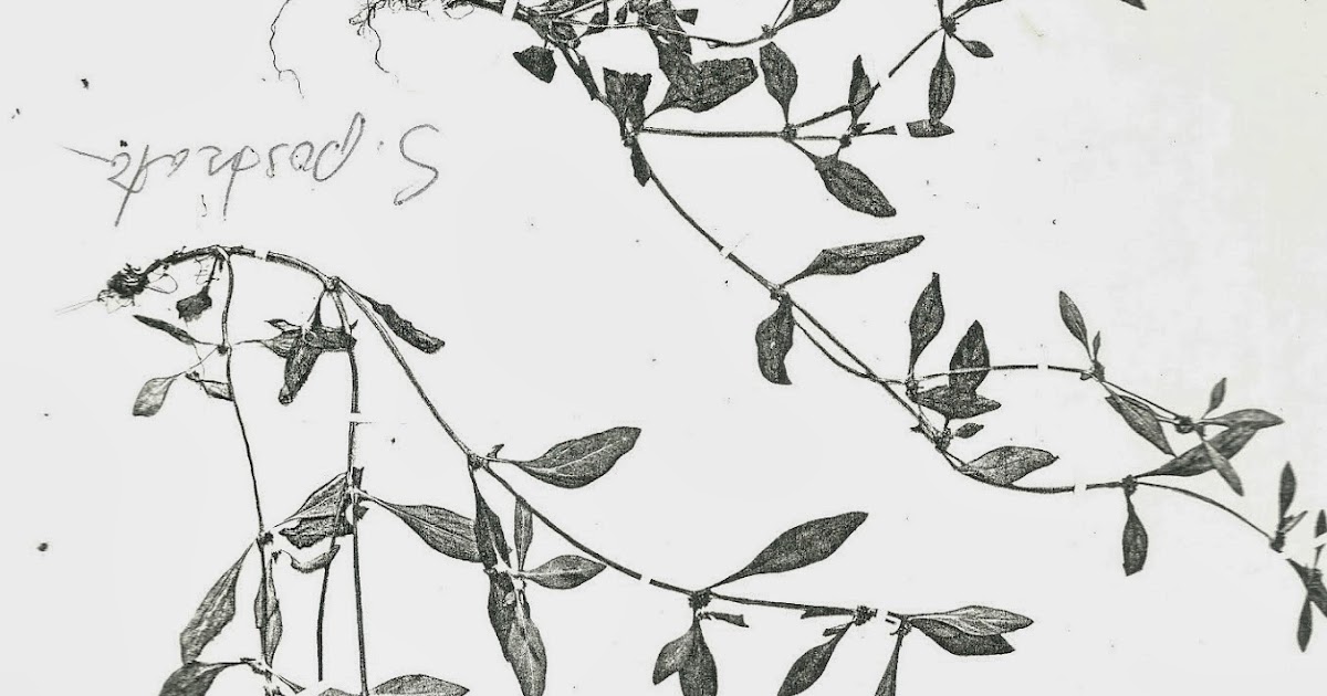 Flora de Puerto Rico Ilustrada Papo Vives: RUBIACEAE-SPERMACOCE ...