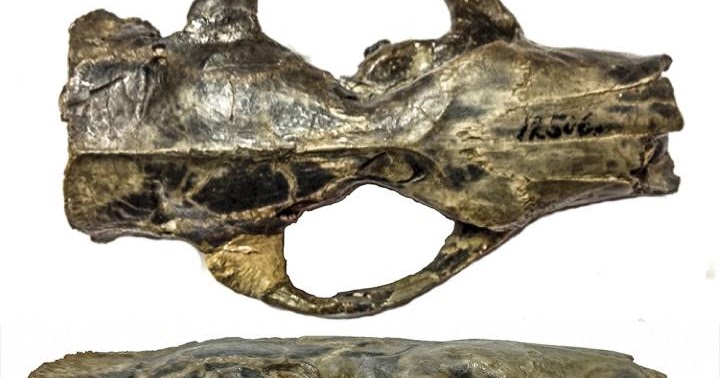 PALAEOBLOG: Prehistoric Rodents With Brains The Size of Primates!