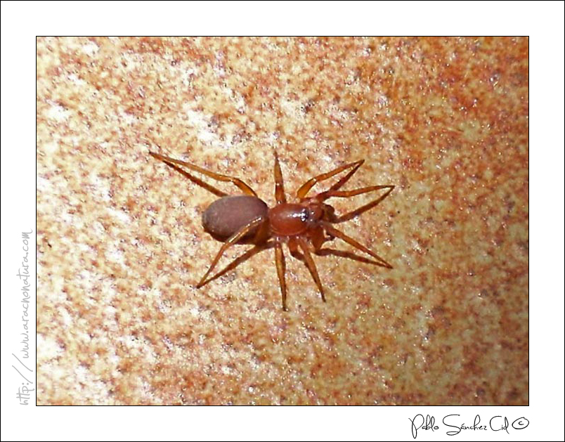 El misterioso cuarto de baño ~ Aracno Natura