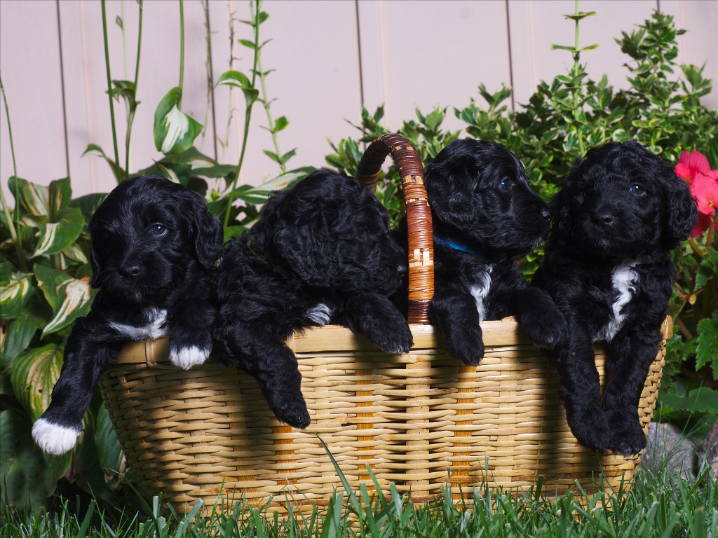 Northrock Barbets: Barks and Woofs: Barbet Puppy Surrendered to Rescue ...