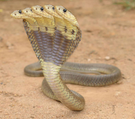 Amazing and Incredible: Amazing Five Headed Snake