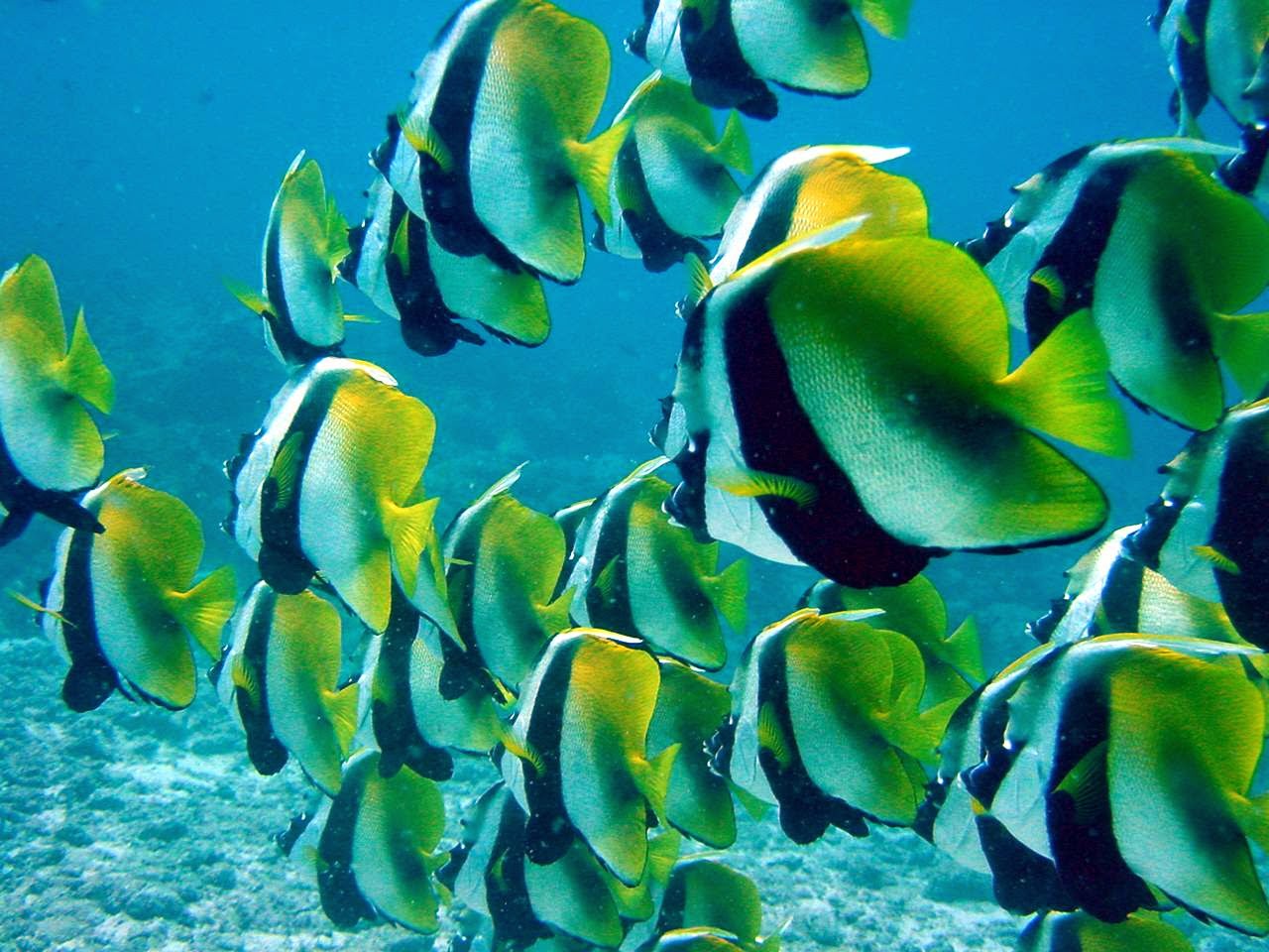 LA VITA IN UN VIAGGIO: MALDIVE: Atolli per sognare - Appunti di viaggio