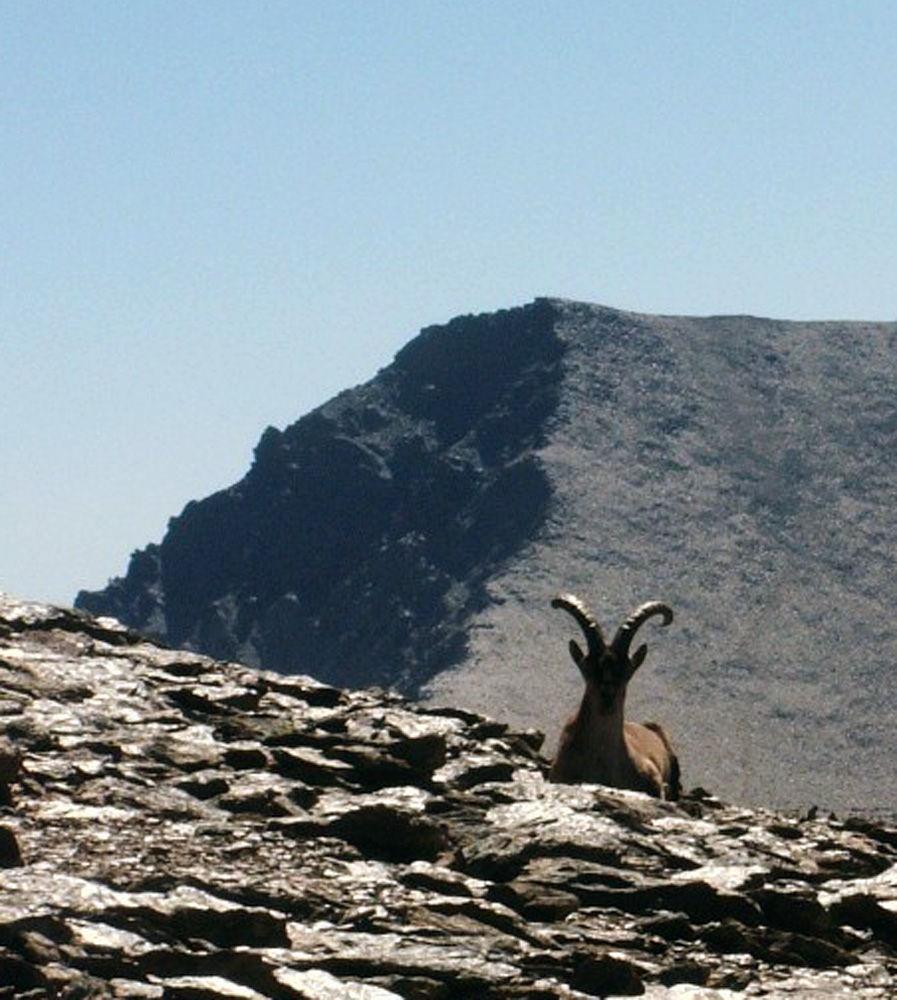 News from Sierra Nevada Guides: Sierra Nevadas mountain goats