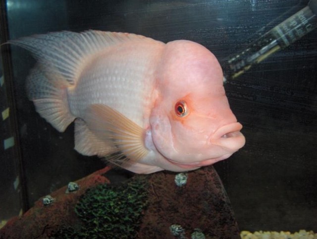 Fish Index: Red Devil Fish