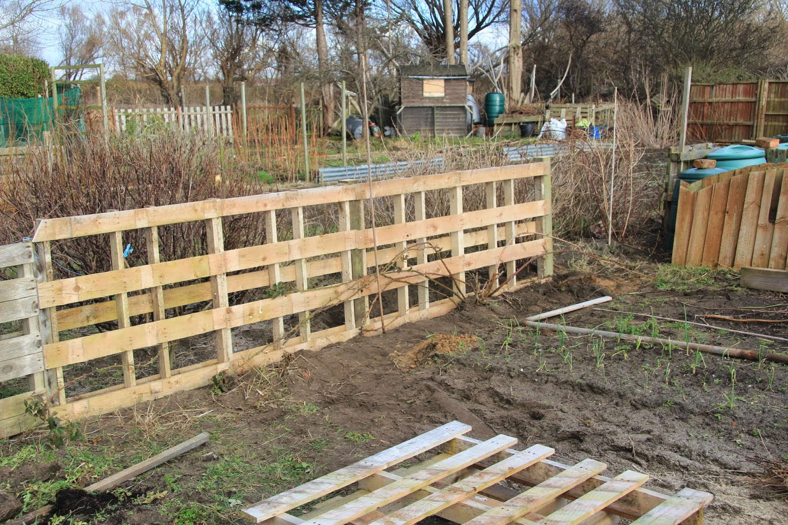 Allotment #65: Fence building on the plot